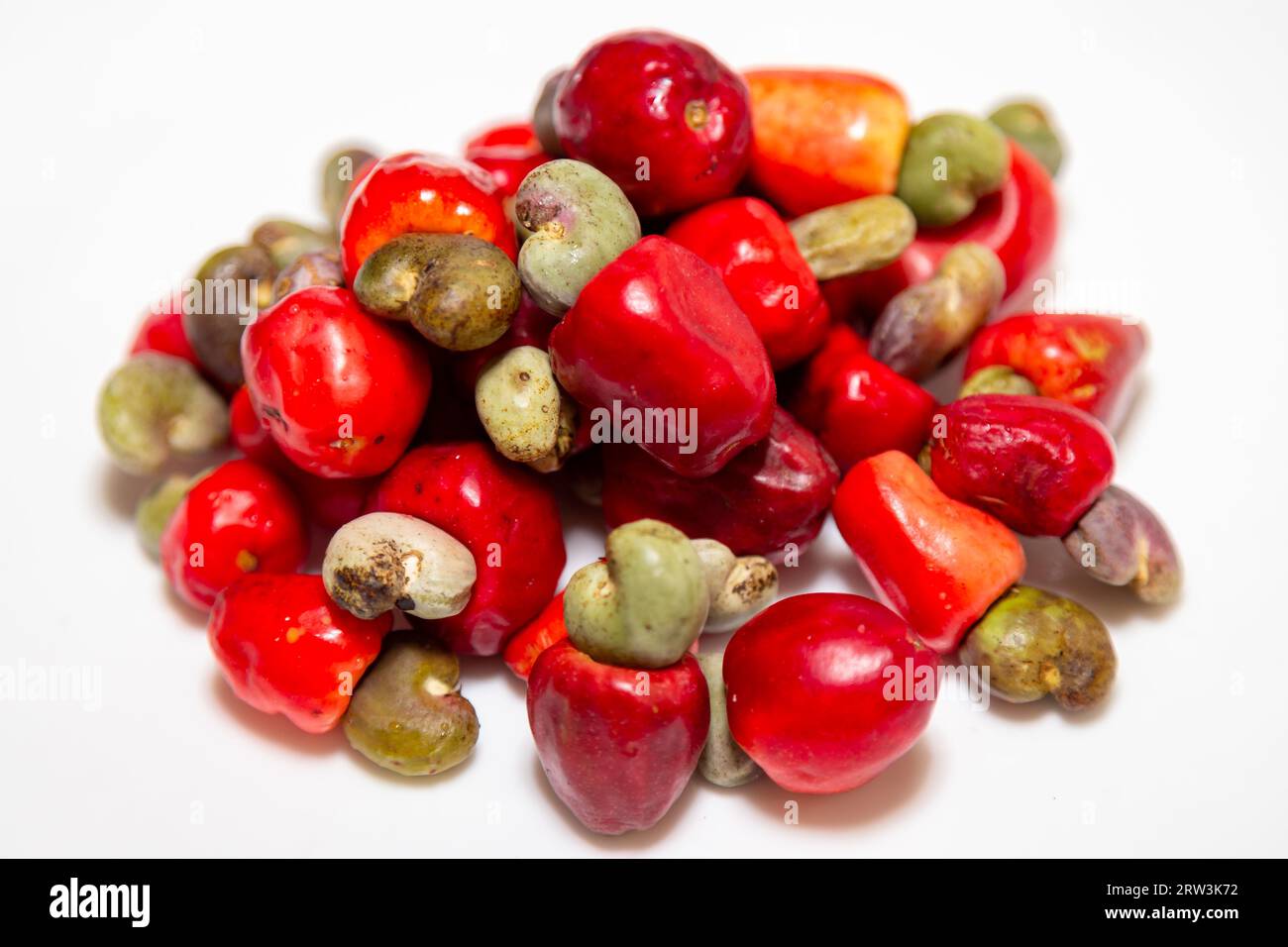 The cerrado cajuzinho (Anacardium humile), also known as cajuzinho-do ...