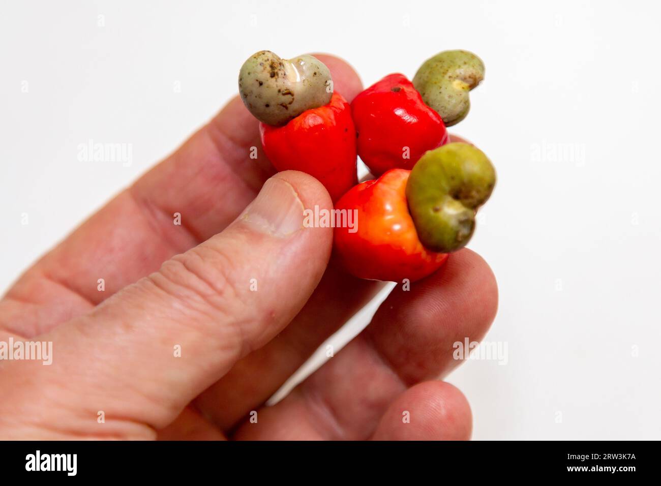 The cerrado cajuzinho (Anacardium humile), also known as cajuzinho-do ...