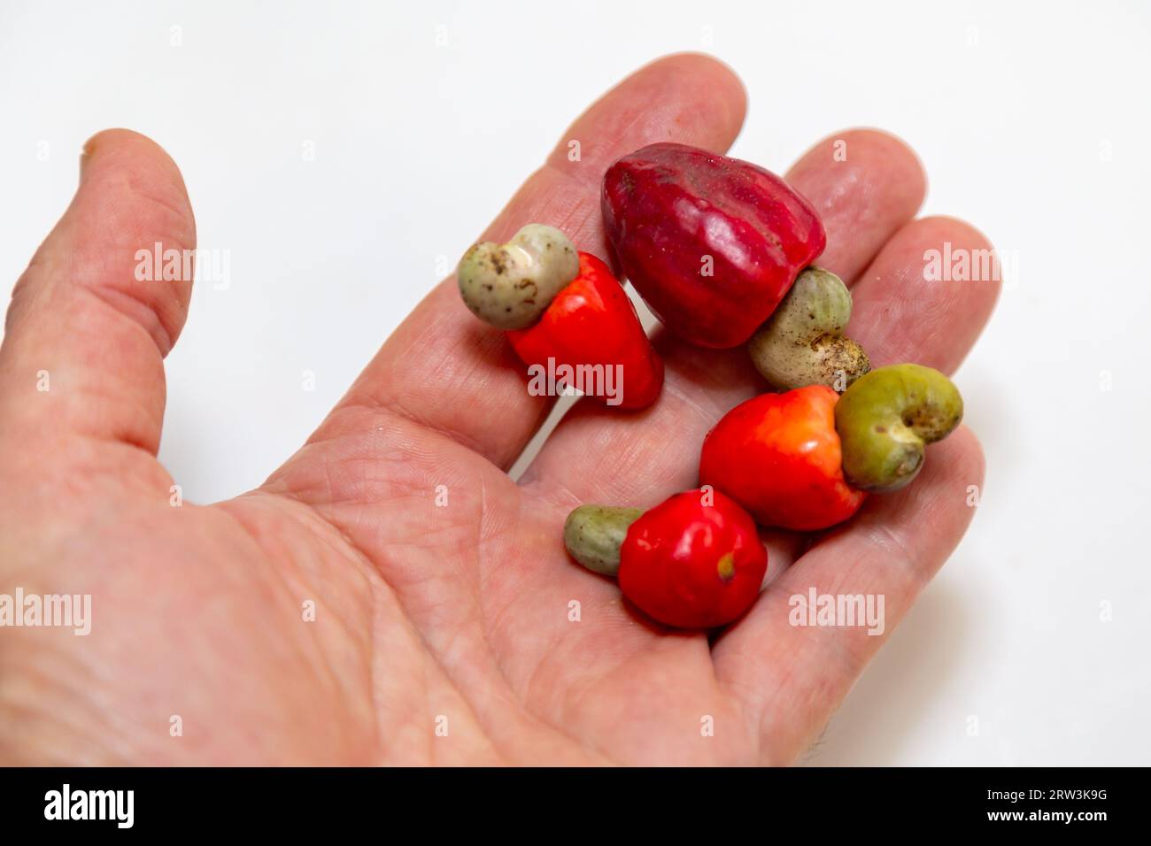 The cerrado cajuzinho (Anacardium humile), also known as cajuzinho-do ...
