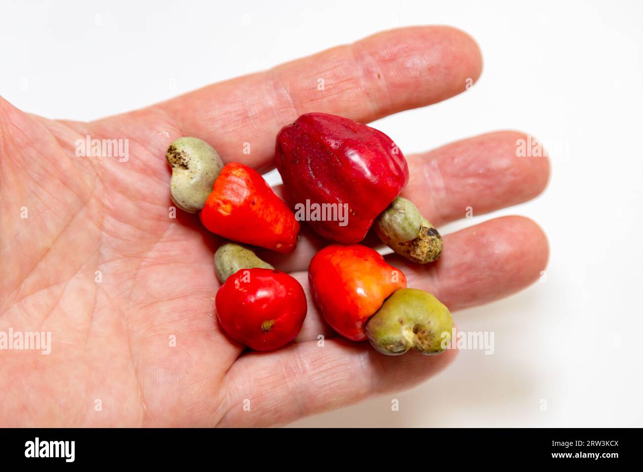 The cerrado cajuzinho (Anacardium humile), also known as cajuzinho-do ...