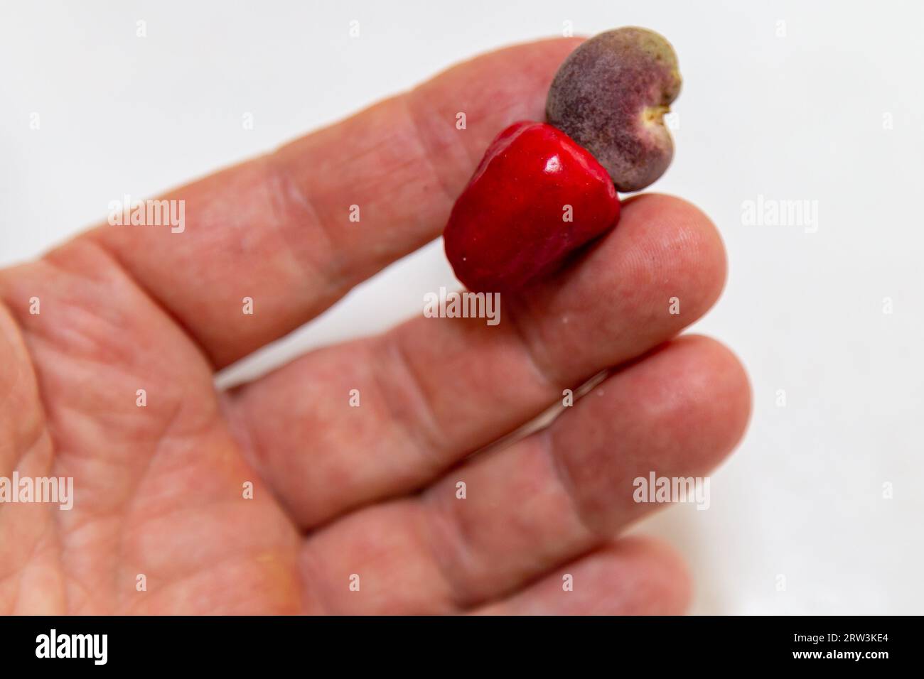 The cerrado cajuzinho (Anacardium humile), also known as cajuzinho-do ...