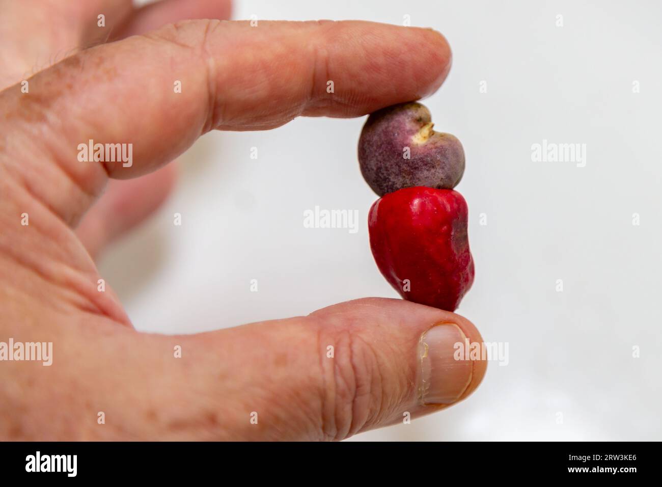 The cerrado cajuzinho (Anacardium humile), also known as cajuzinho-do ...
