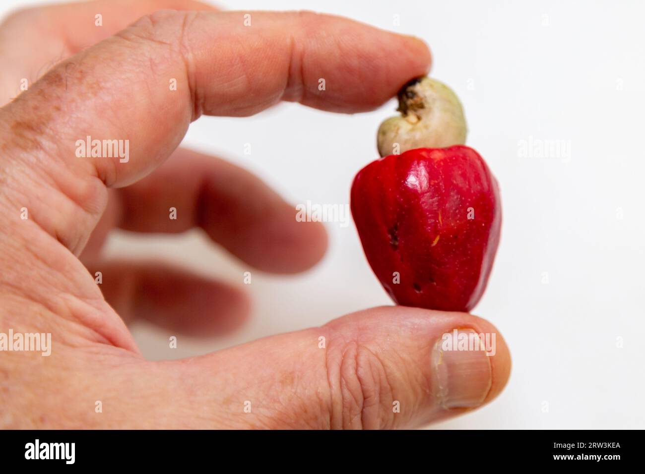 The cerrado cajuzinho (Anacardium humile), also known as cajuzinho-do ...