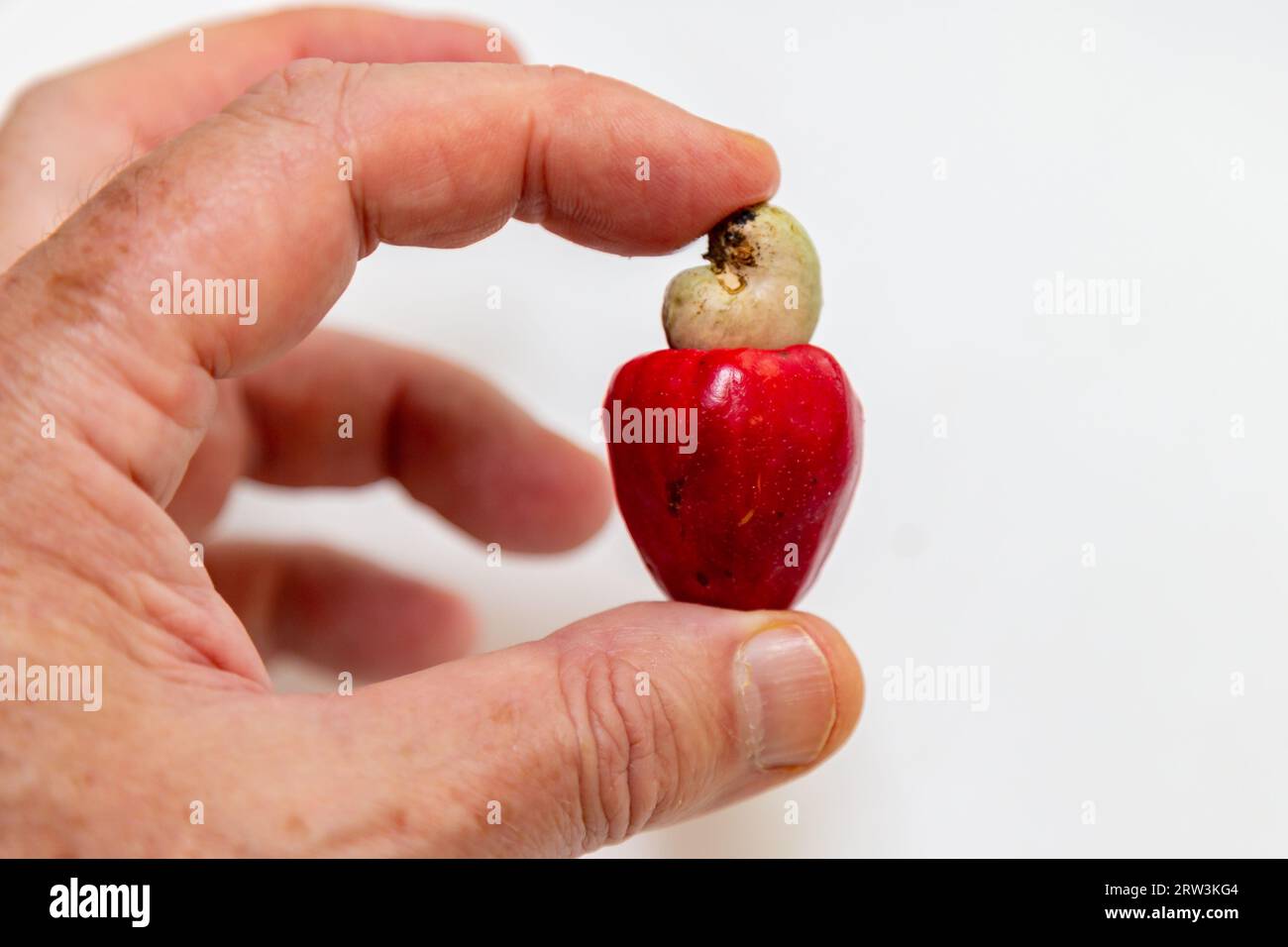 The cerrado cajuzinho (Anacardium humile), also known as cajuzinho-do ...