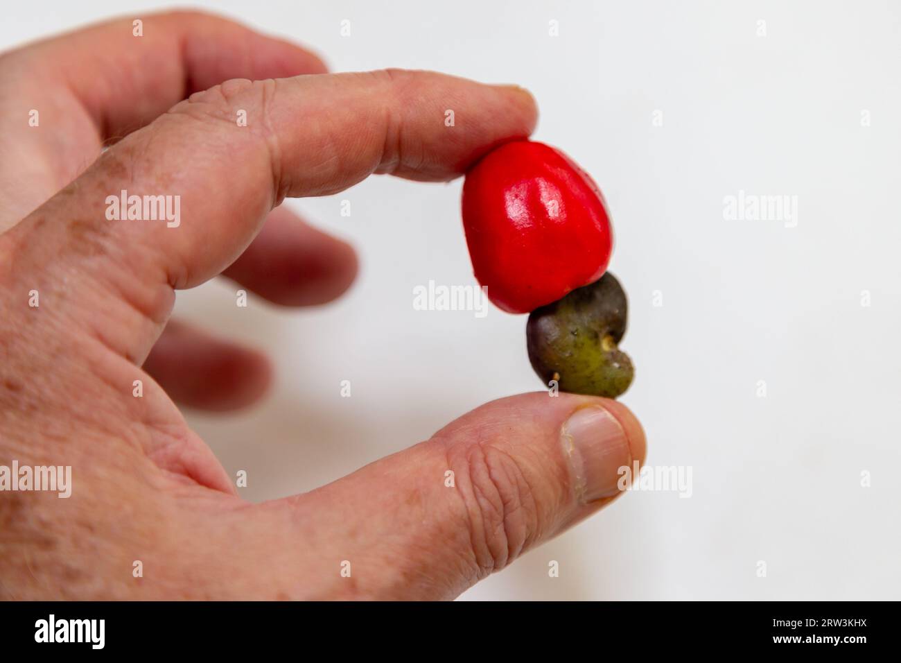 The cerrado cajuzinho (Anacardium humile), also known as cajuzinho-do ...