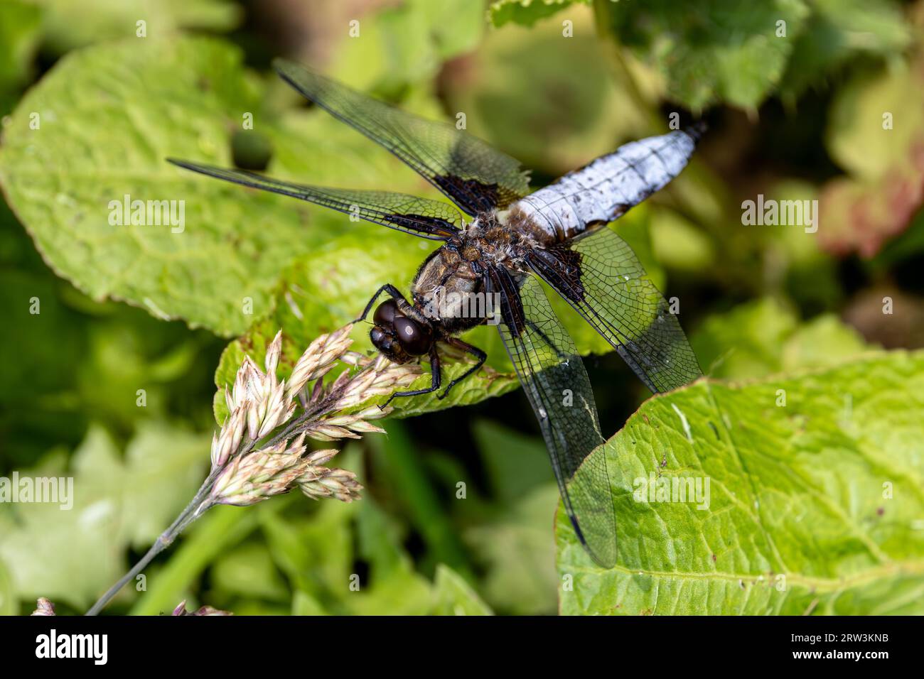 Dragonfly Design Photography