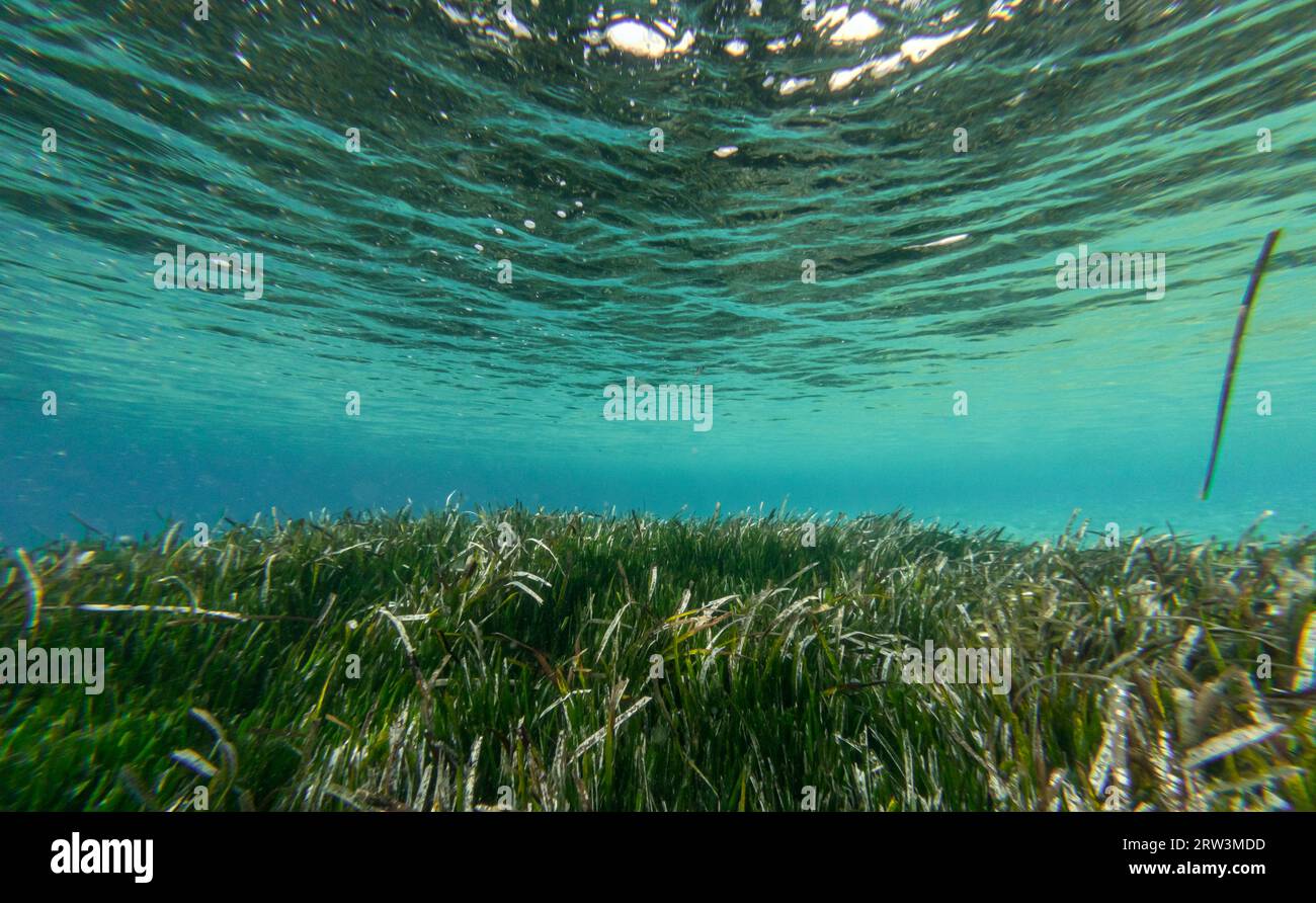 Seagrass meadow in the Aegean Sea. View of seagrass Stock Photo - Alamy