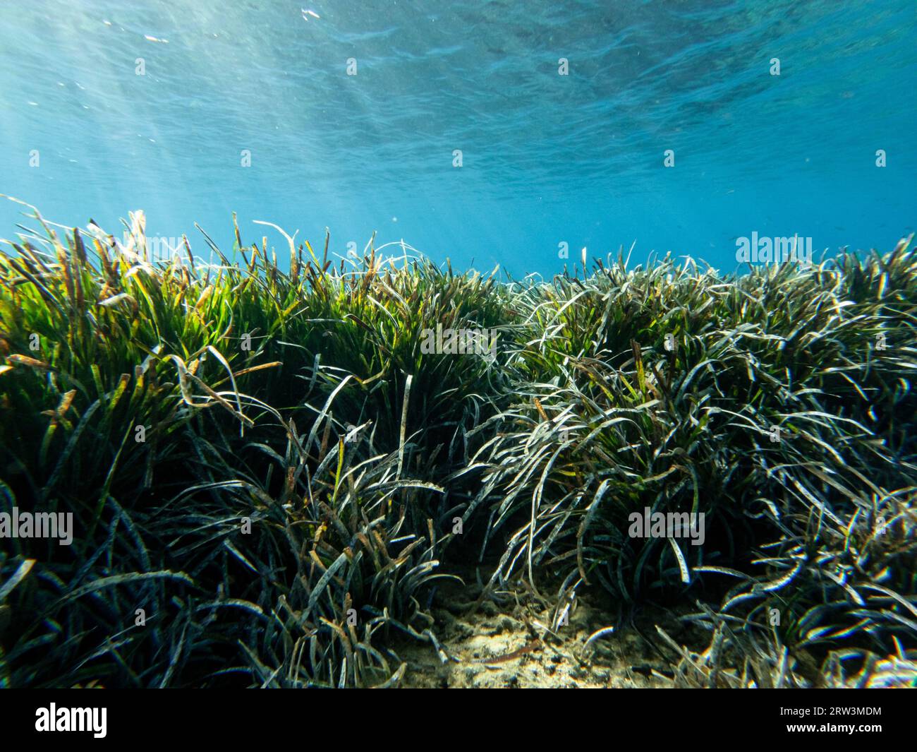 Seagrass meadow (Posidonia oceanica) in the Aegean Sea with sunlight ...