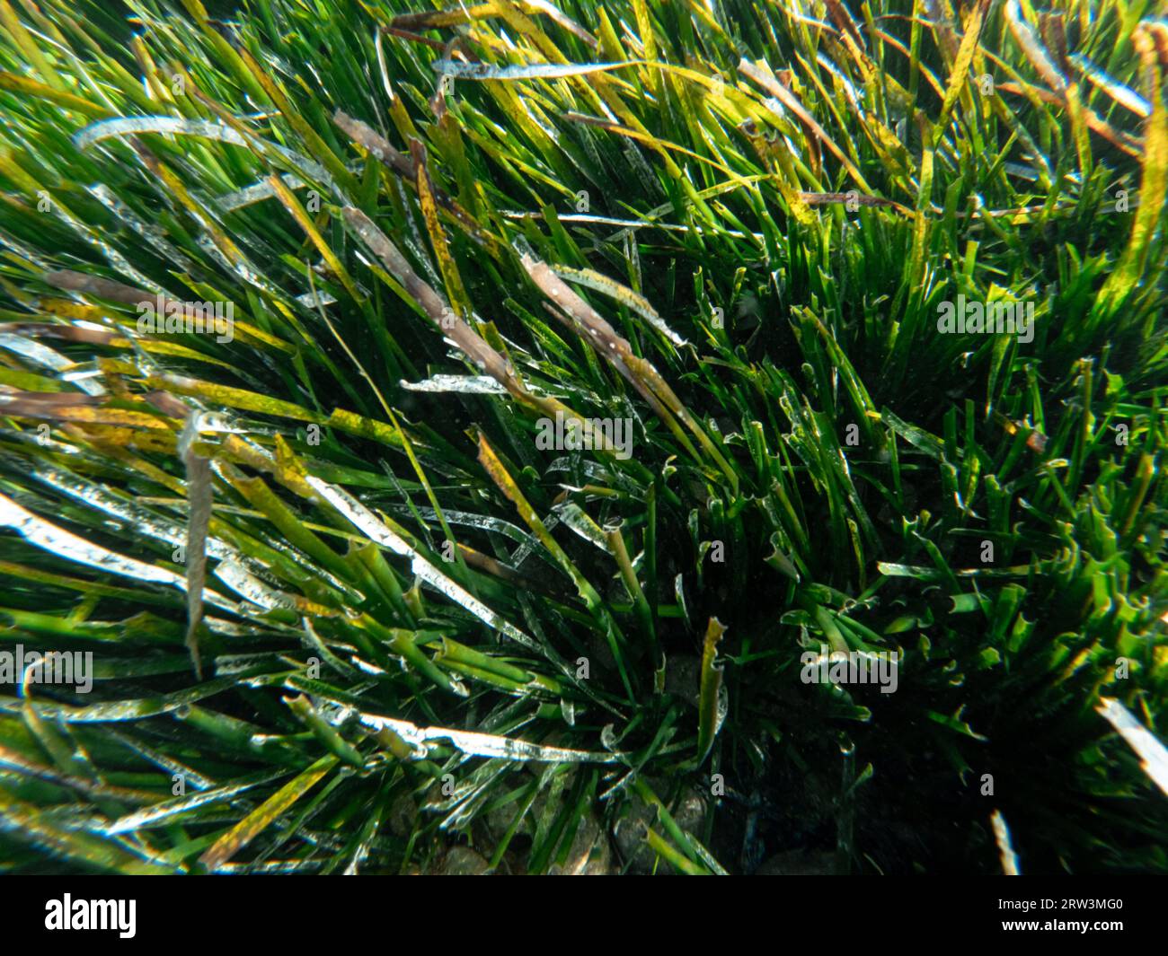 Background of seagrass. Top of view of seagrass Stock Photo - Alamy