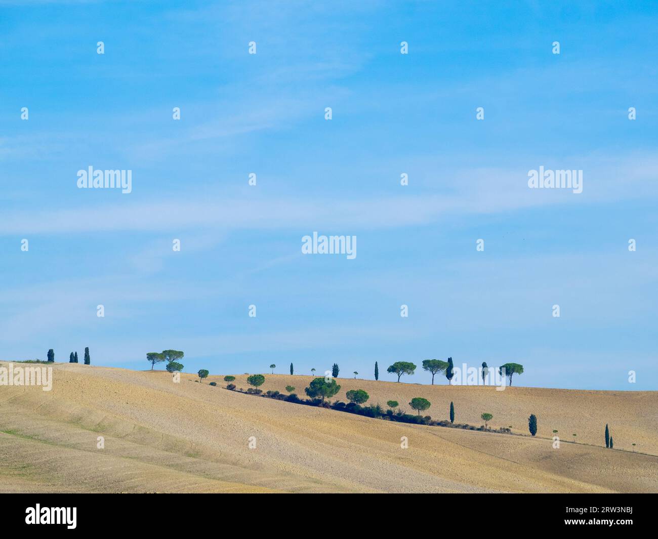 Tuscany rural landscape with Cypress trees and yellow fields Stock ...