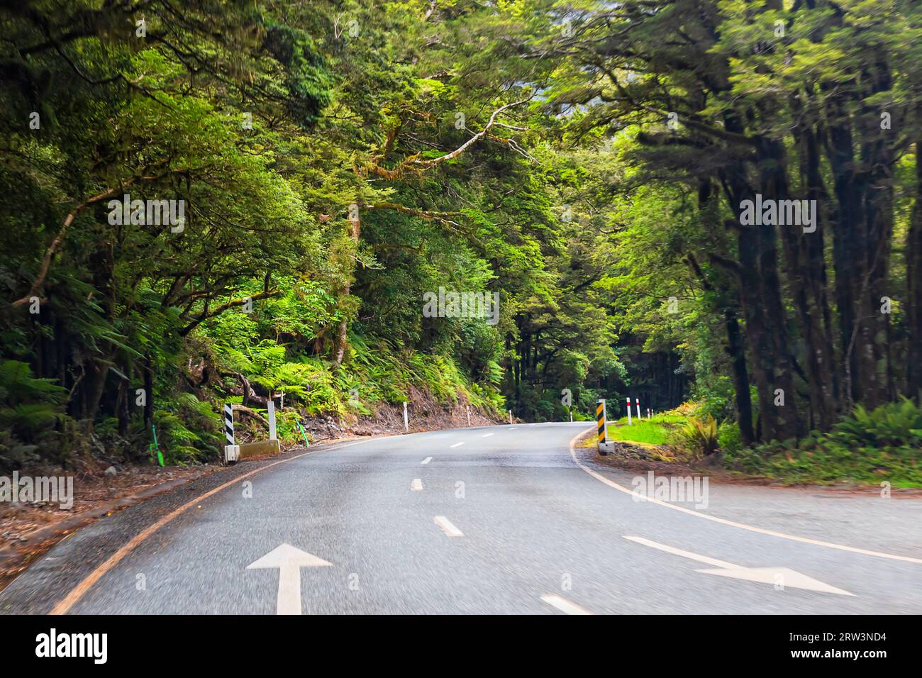 Driving in motion through thick woods along Highway 94 in Milford Sound ...