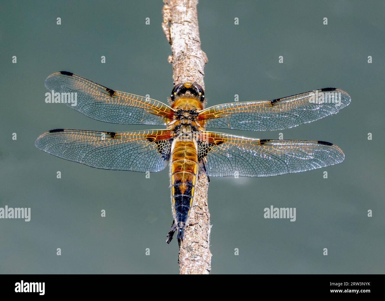 Dragonfly Design Photography