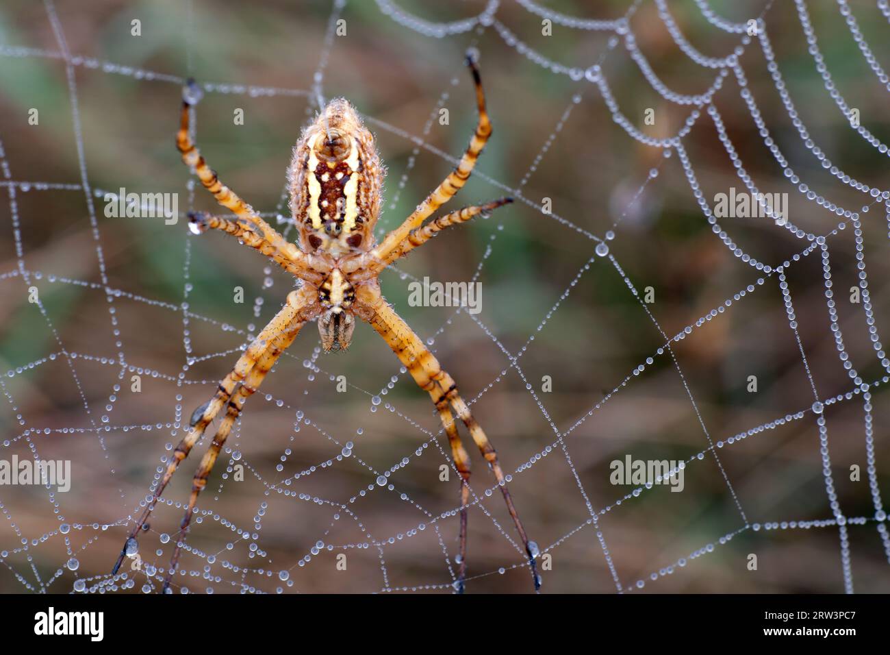 Banded garden spider on dew drop covered web Stock Photo - Alamy