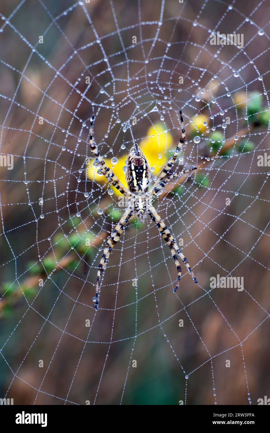 Banded garden spider on dew drop covered web Stock Photo - Alamy