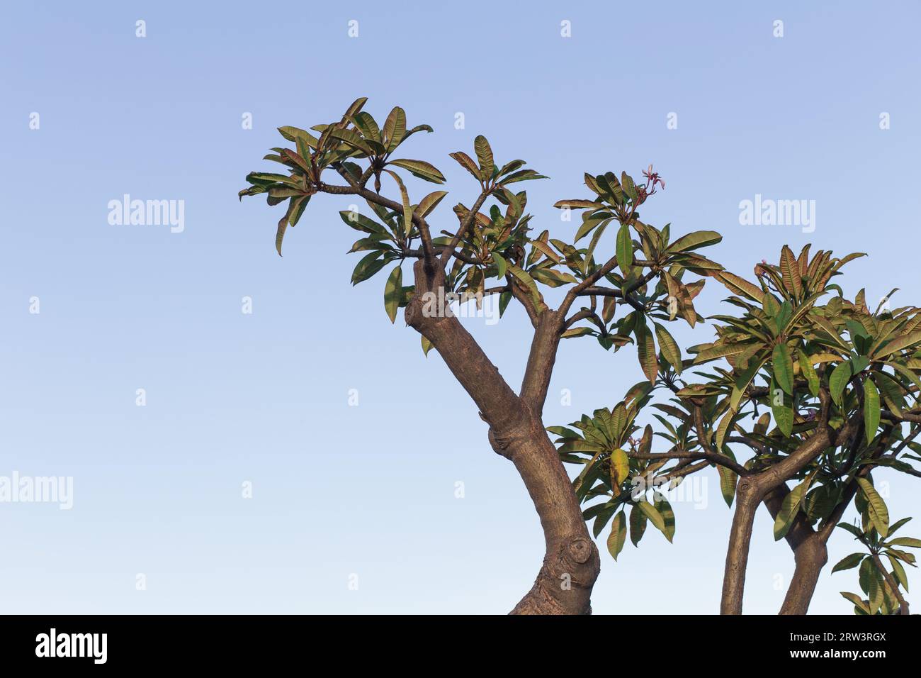 Lush green frangipani branches hi-res stock photography and images - Alamy