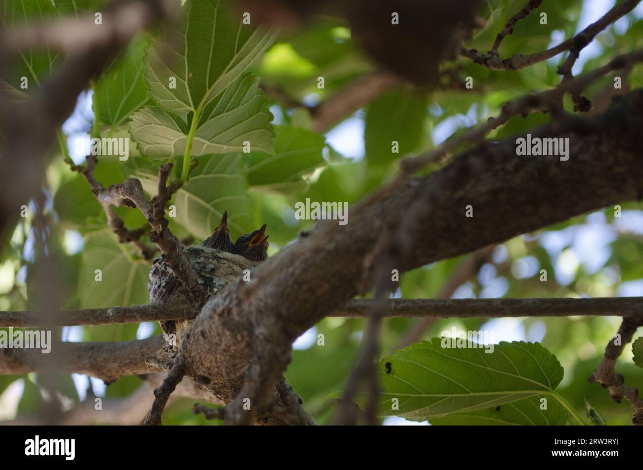 Hummingbird chicks in a nest in the branches of a mulberry tree Stock ...