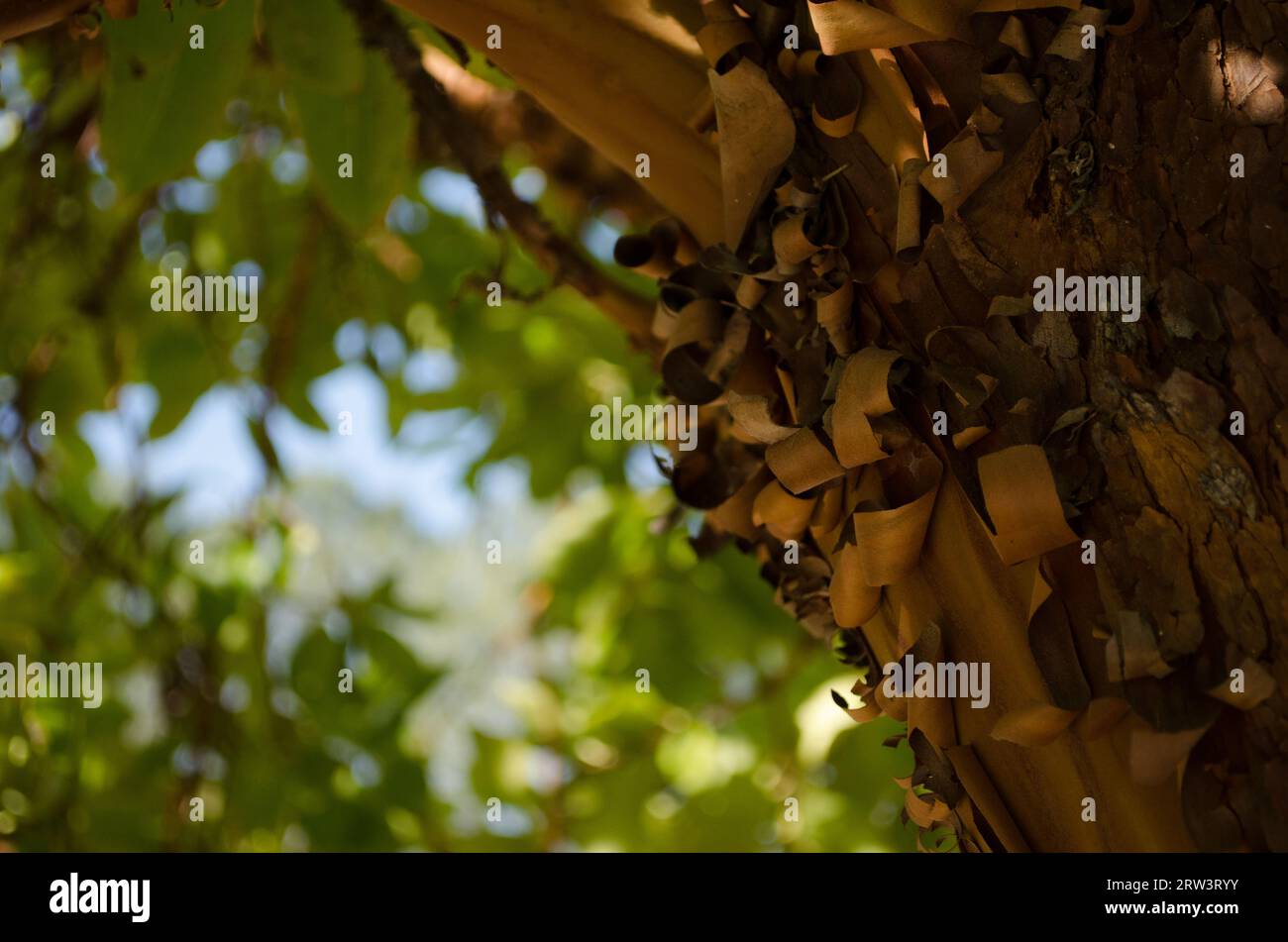 Madrone tree hi-res stock photography and images - Alamy