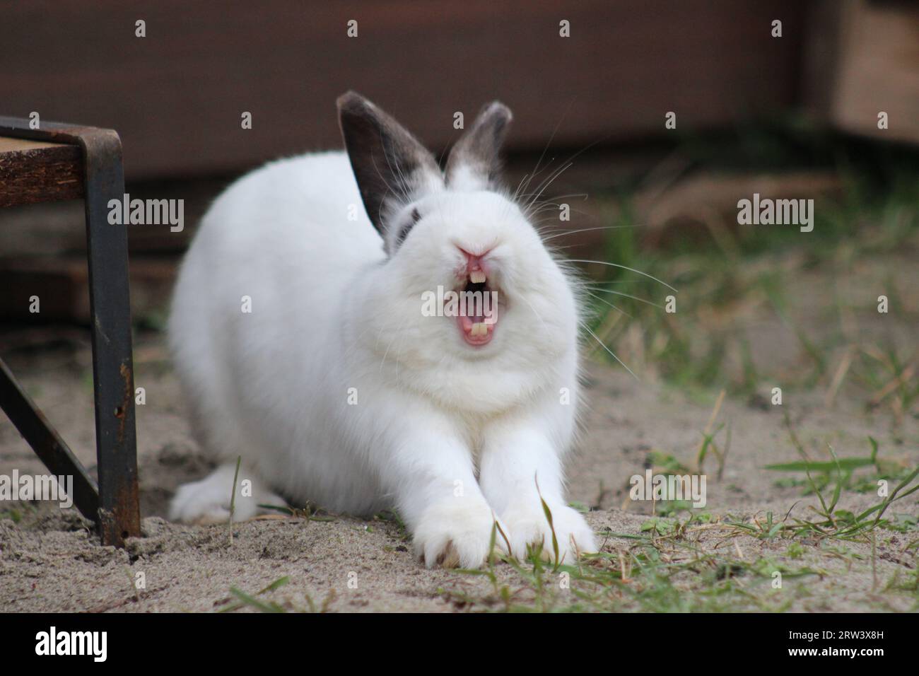 A white rabbit laying on the ground near a wooden fence, head tilted ...