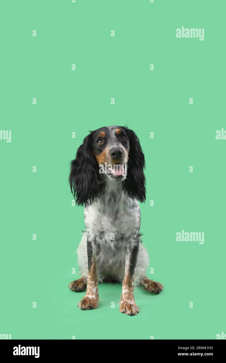 Cute cocker spaniel dog sitting on green background Stock Photo - Alamy