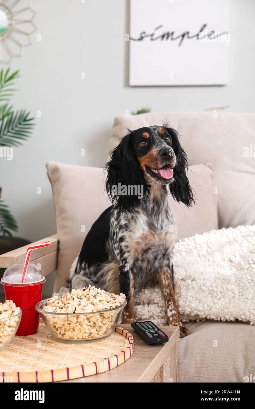 Cute cocker spaniel dog with bowls of popcorn, soda and TV remote sitting on sofa in living room ...