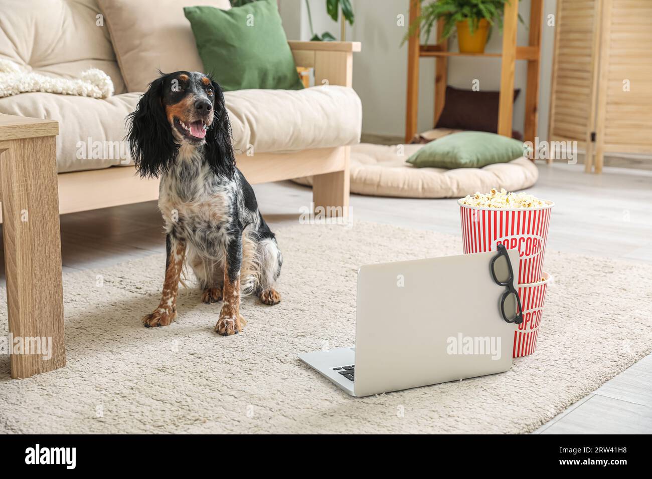 Cute cocker spaniel dog with buckets of popcorn, laptop and 3D cinema glasses sitting on carpet ...