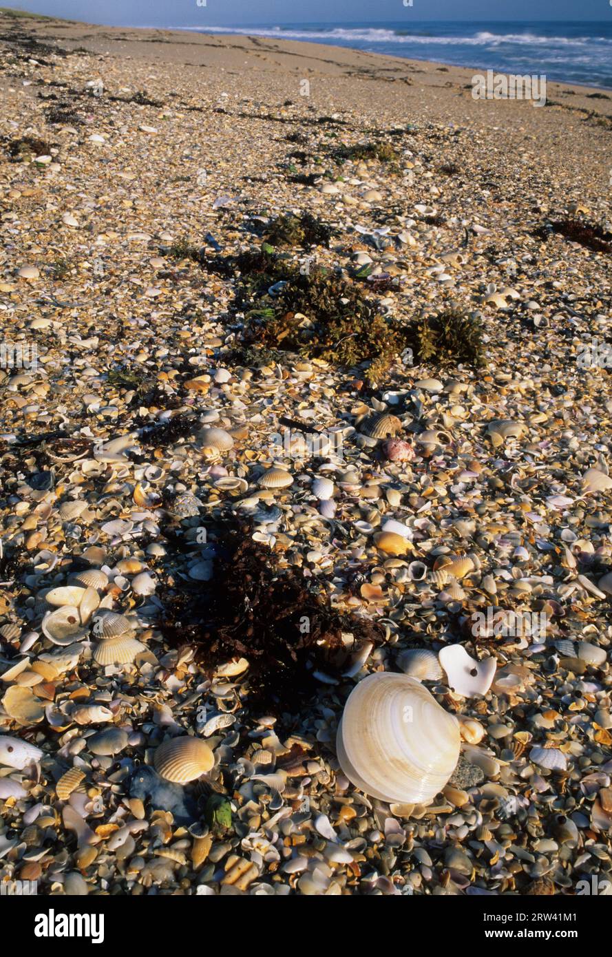 Apollo Beach, Canaveral National Seashore, Florida Stock Photo - Alamy