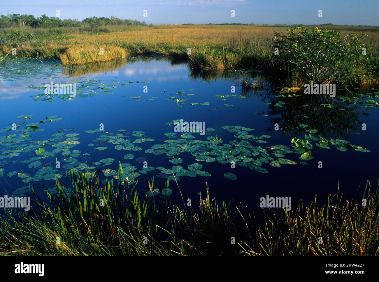 Marsh along Anhinga Trail, Everglades National Park, Florida Stock ...