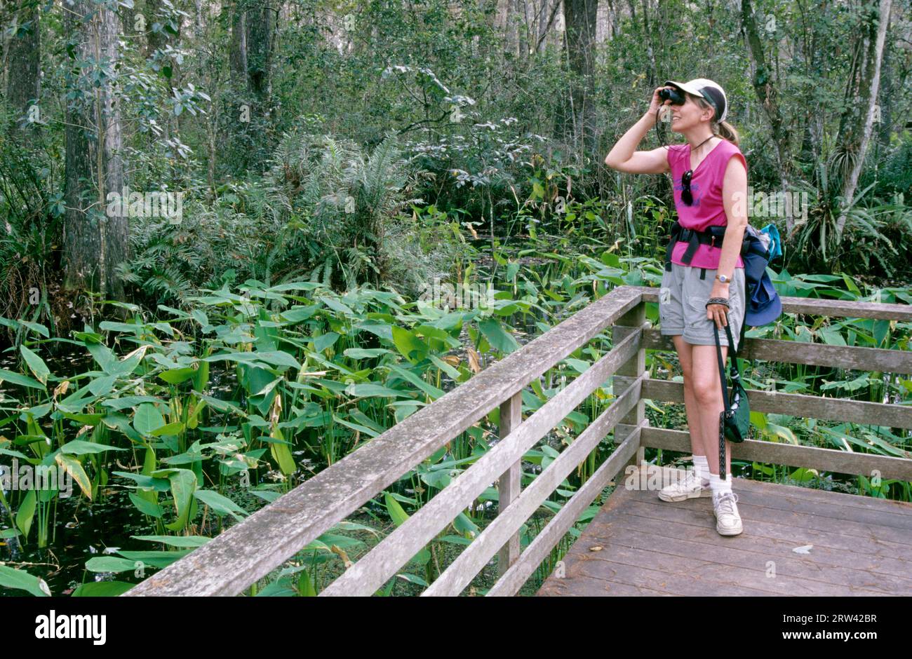 Wildlife viewing on Boardwalk Nature Trail, Corkscrew Swamp Sanctuary ...