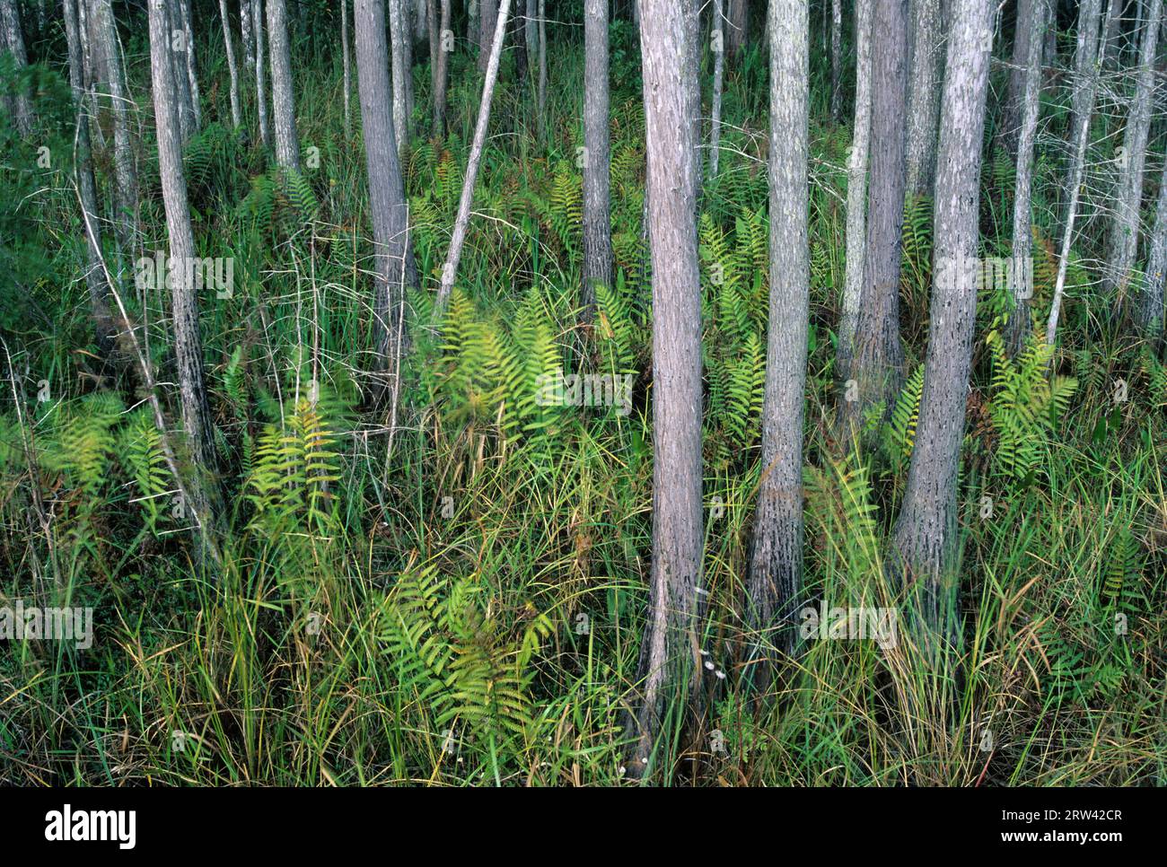 Cypress forest along Boardwalk Nature Trail, Corkscrew Swamp Sanctuary ...