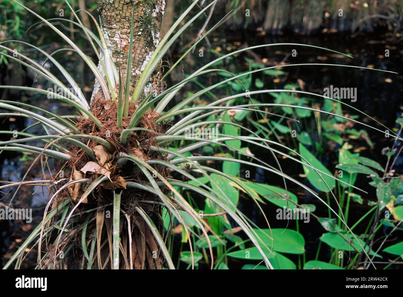 Epiphyte along Boardwalk Nature Trail, Corkscrew Swamp Sanctuary ...