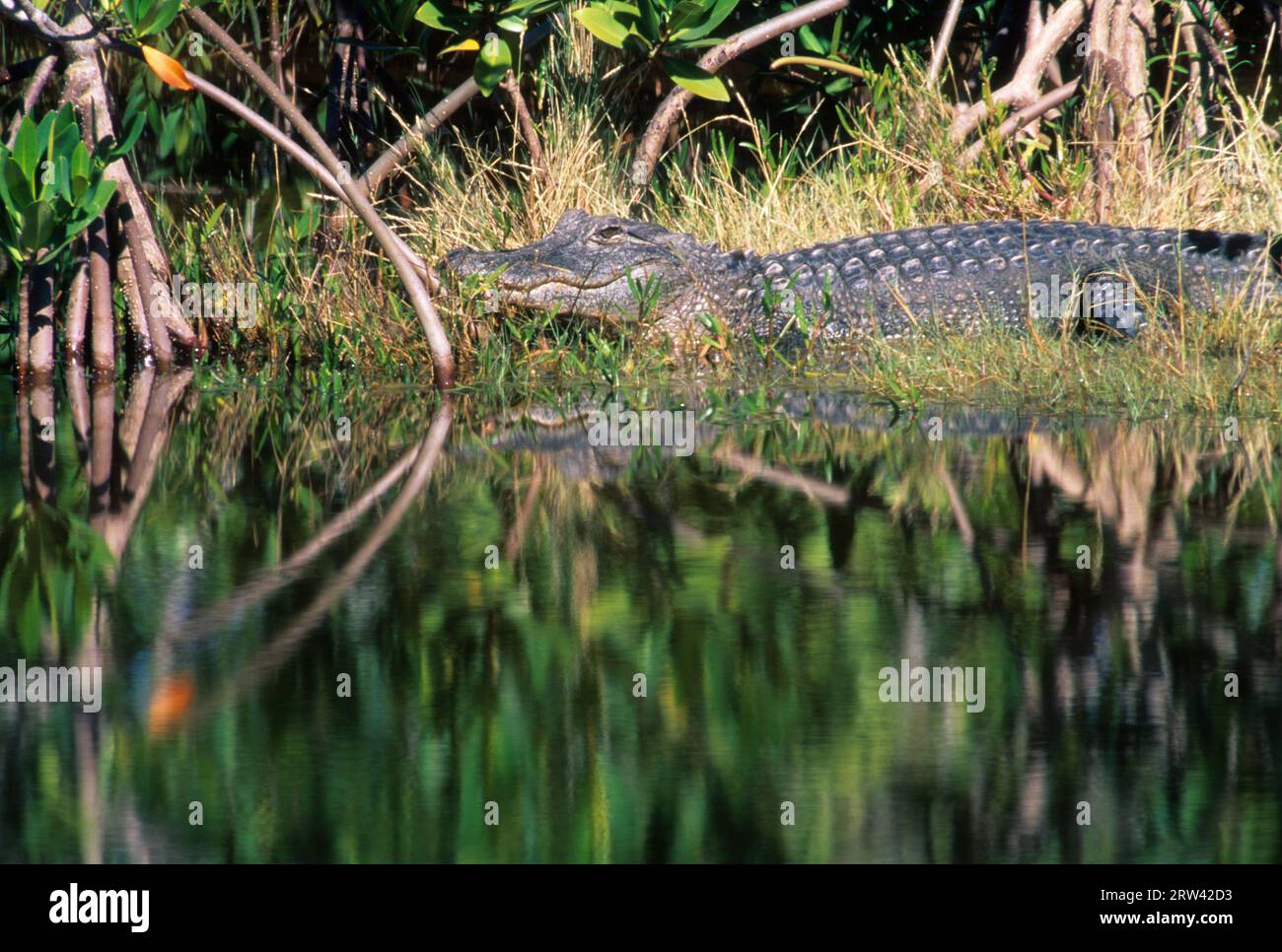 Alligator, JN Ding Darling National Wildlife Refuge, Florida Stock ...