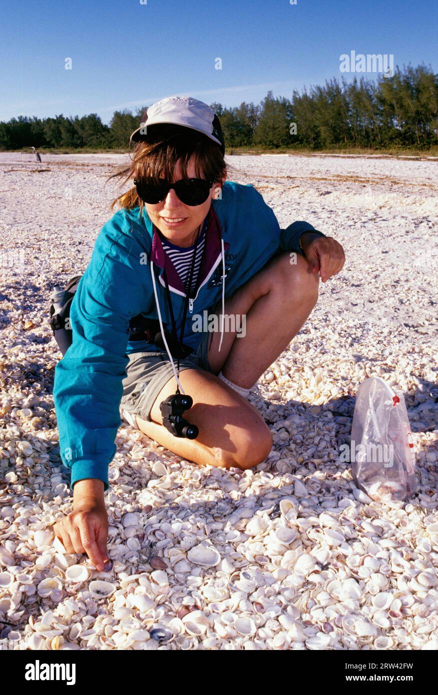 Shell collecting, Bowmans Beach Park, Florida Stock Photo - Alamy