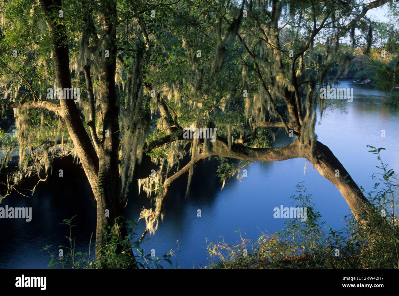 Suwannee River, Suwannee River State Park, Florida Stock Photo - Alamy