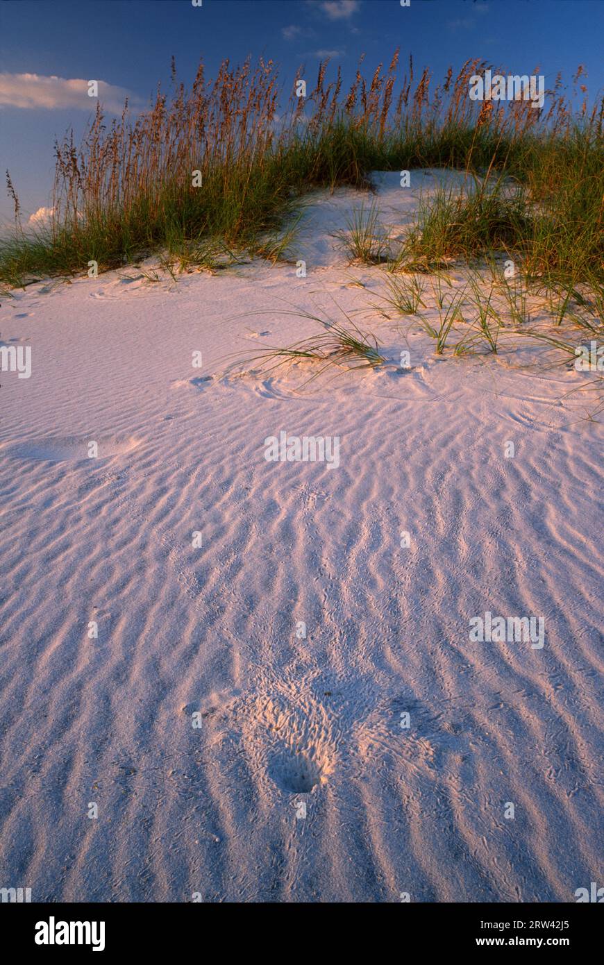 Crab burrow on dunes, St Josephs Peninsula State Park, Florida Stock ...
