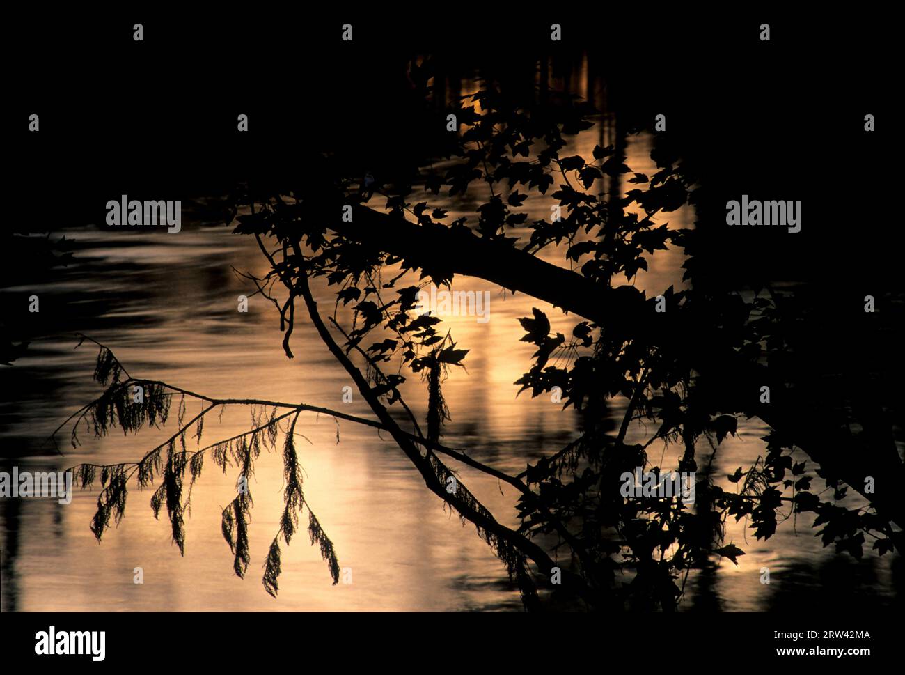 Manatee Springs sunset, Manatee Springs State Park, Florida Stock Photo ...