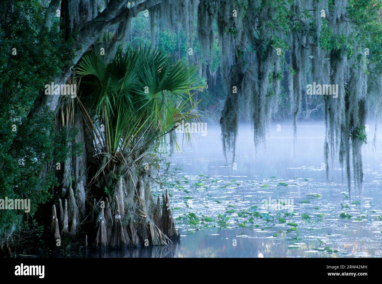 Lake Eaton shore, Ocala National Forest, Florida Stock Photo - Alamy