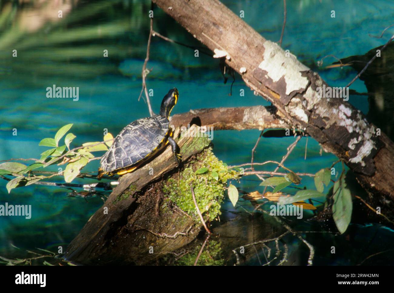 Turtle at Fern Hammock Springs, Juniper Springs Recreation Area, Ocala ...