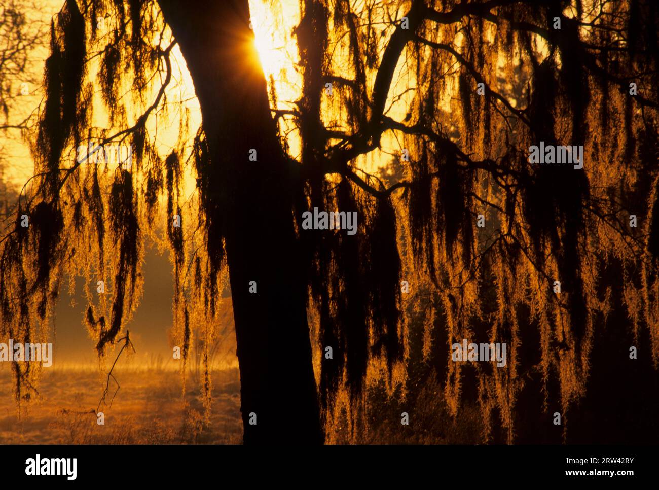 Sunrise tree with Spanish moss (Tillandsia usneoides) at Silver Lake ...