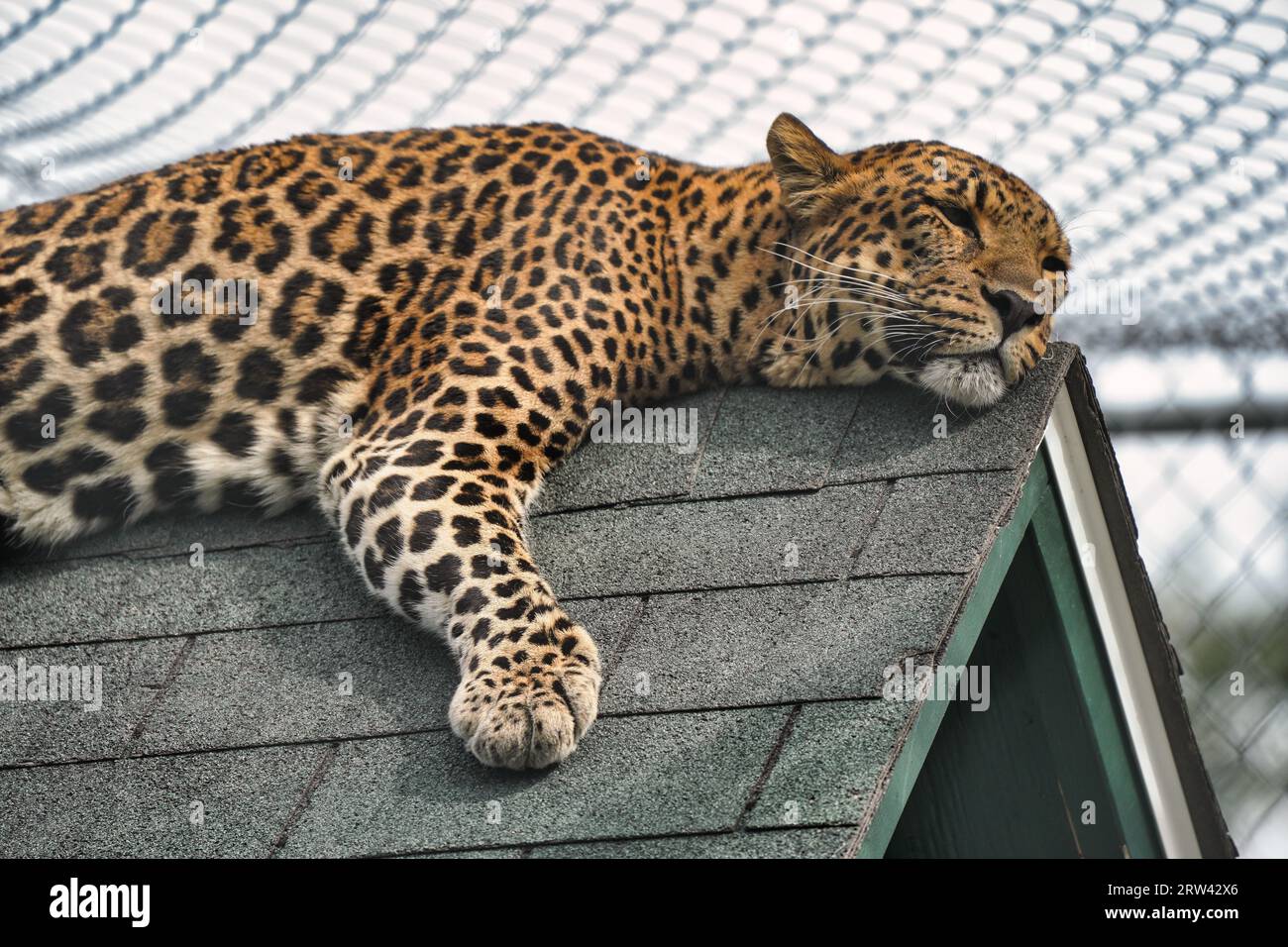 Leopard resting on a habitat Stock Photo - Alamy