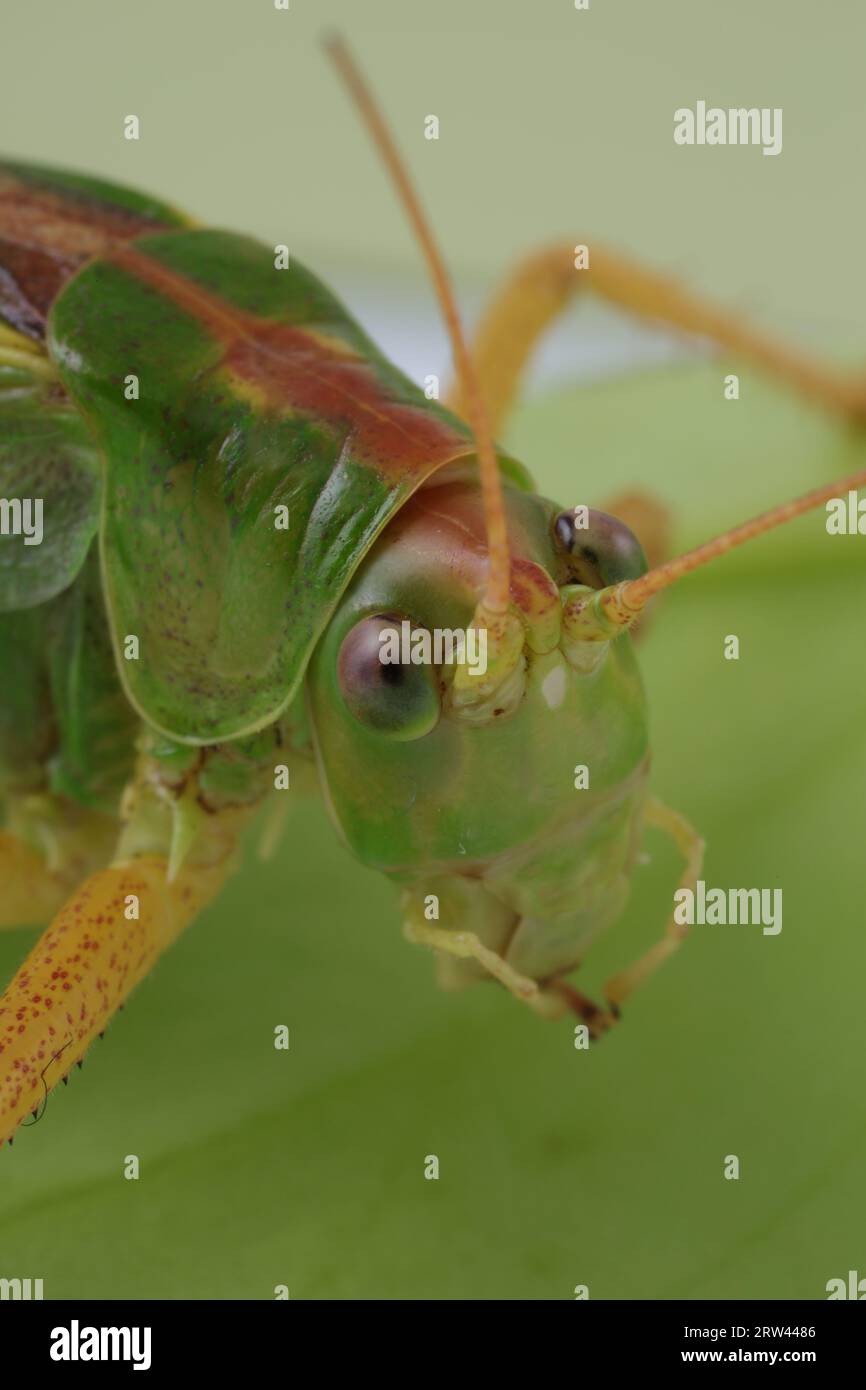 Small green grasshopper. Macro photography of insect Stock Photo - Alamy