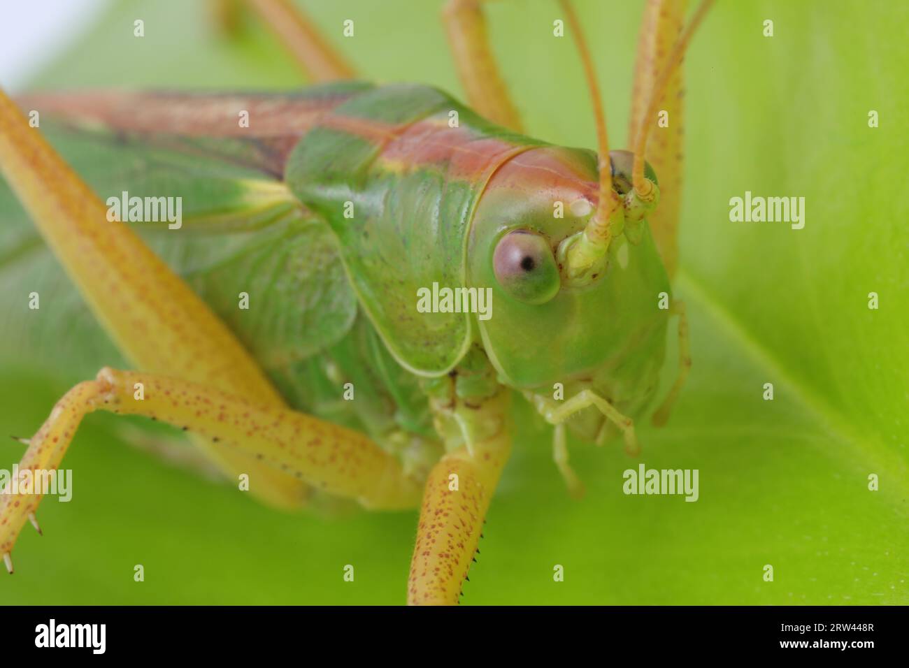 Small green grasshopper. Macro photography of insect Stock Photo - Alamy