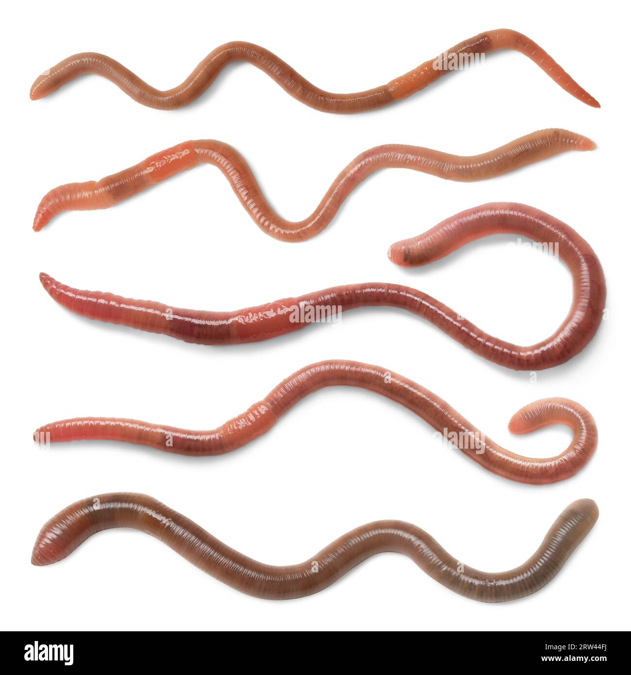 Set with many worms isolated on white Stock Photo - Alamy