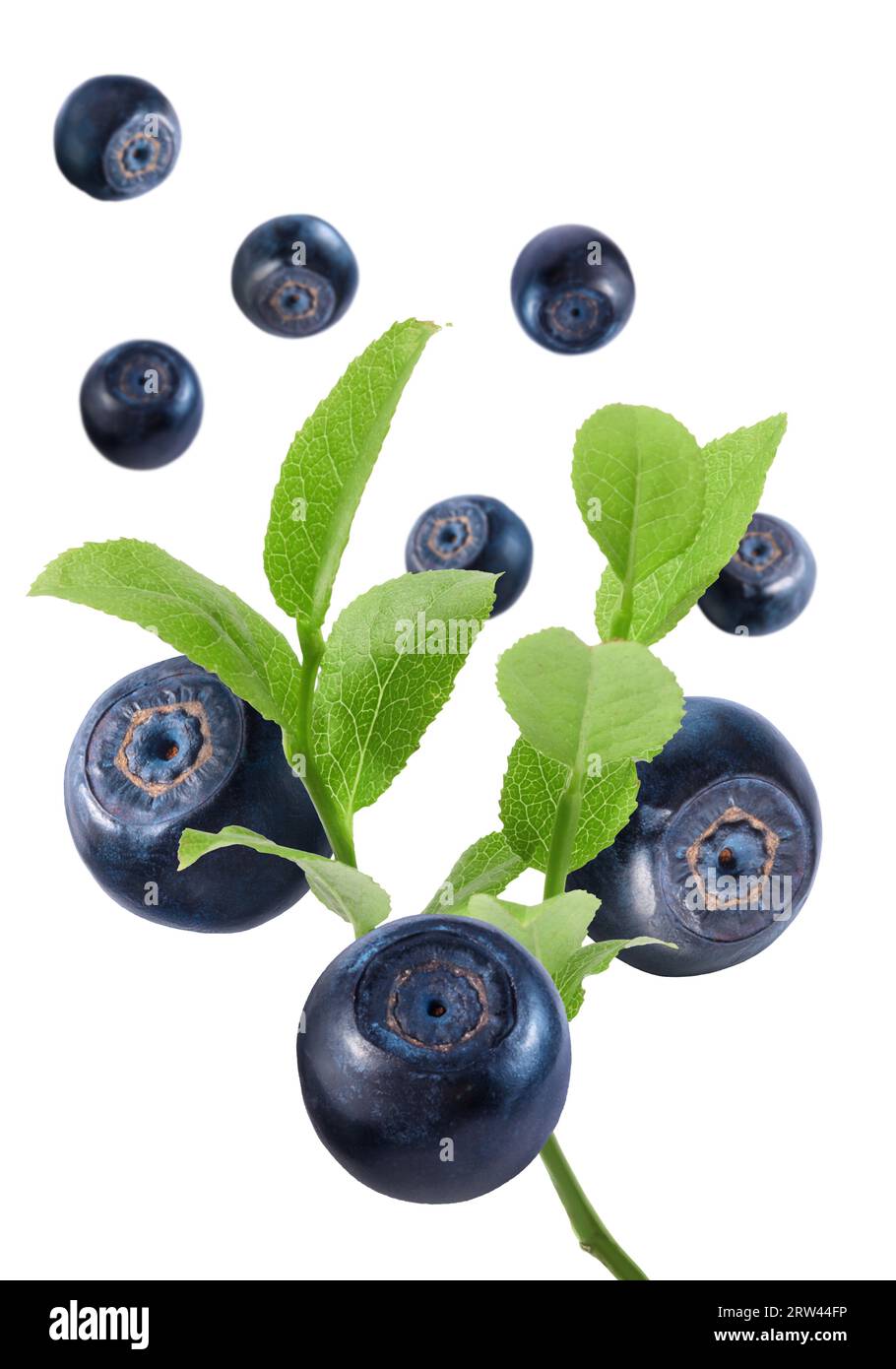 Many fresh ripe blueberries and green leaves flying on white background ...