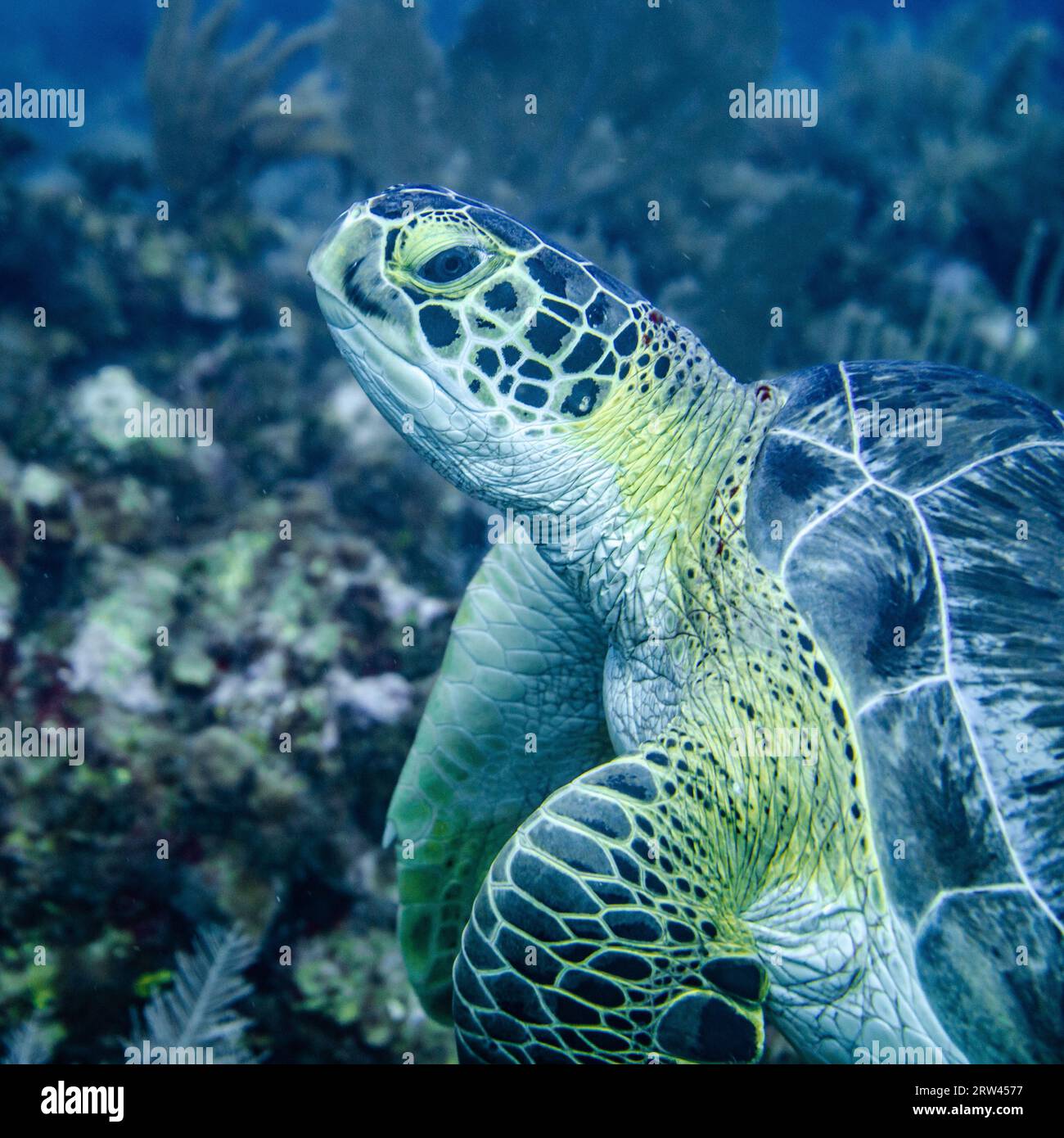 Loggerhead turtle in Mexico Stock Photo - Alamy