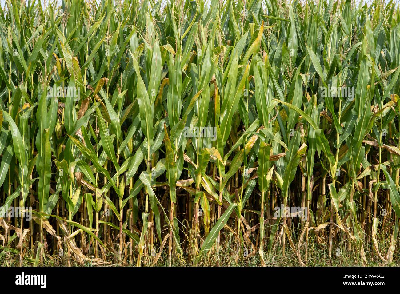 Corn plot hi-res stock photography and images - Alamy