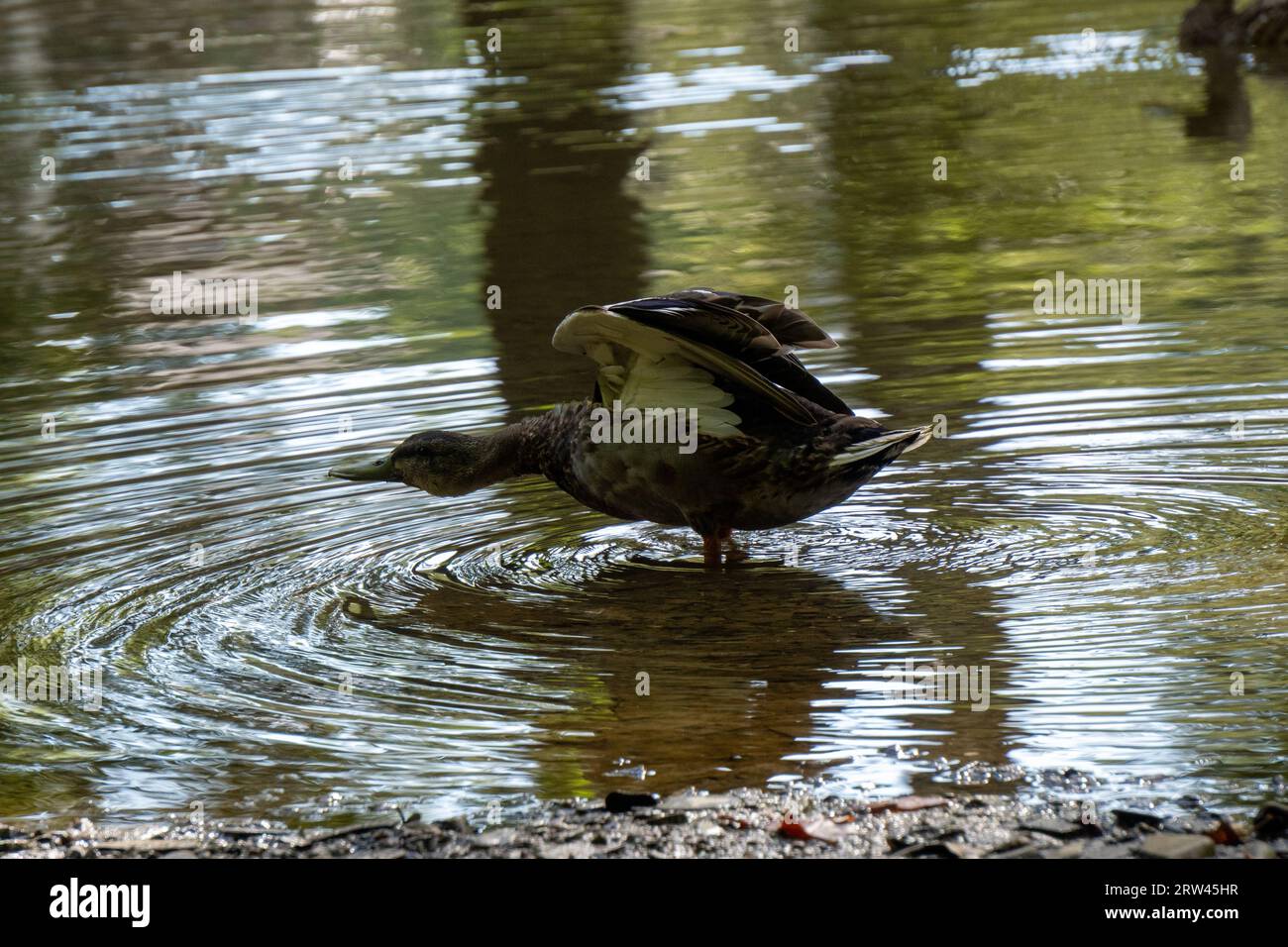A duck raising its wings and stretching its neck Stock Photo - Alamy