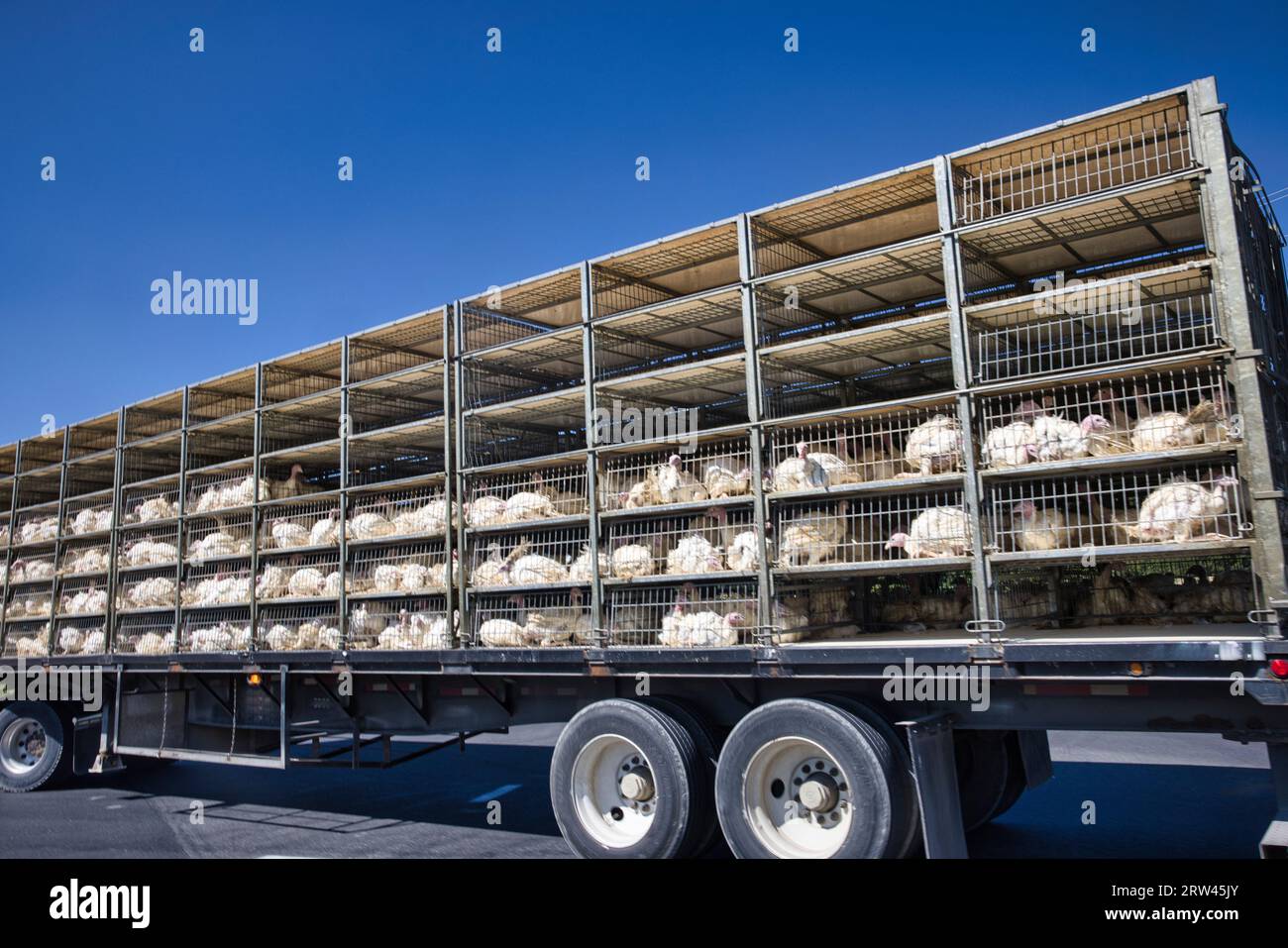 Chickens in truck on the way to poultry plant Stock Photo - Alamy