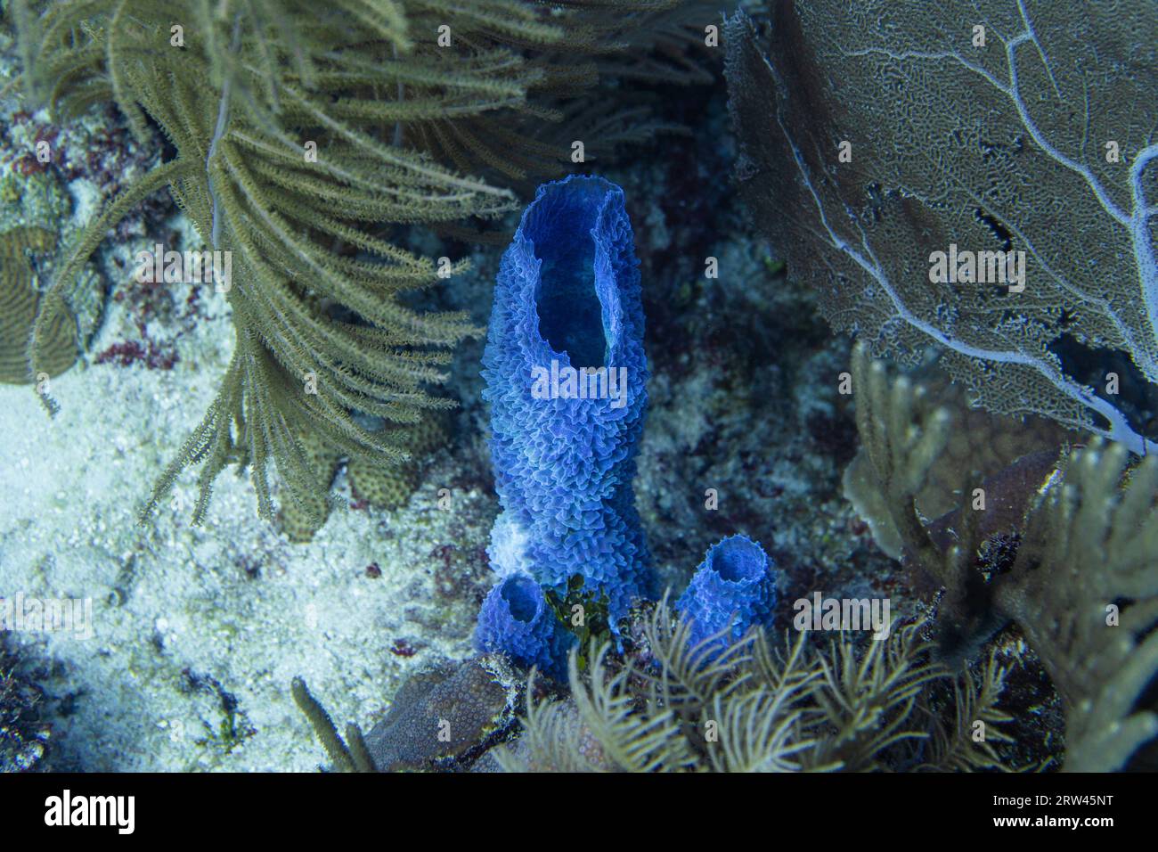 A blue sponge in the coral reef, Mexico (Callyspongia Plicifea Stock ...