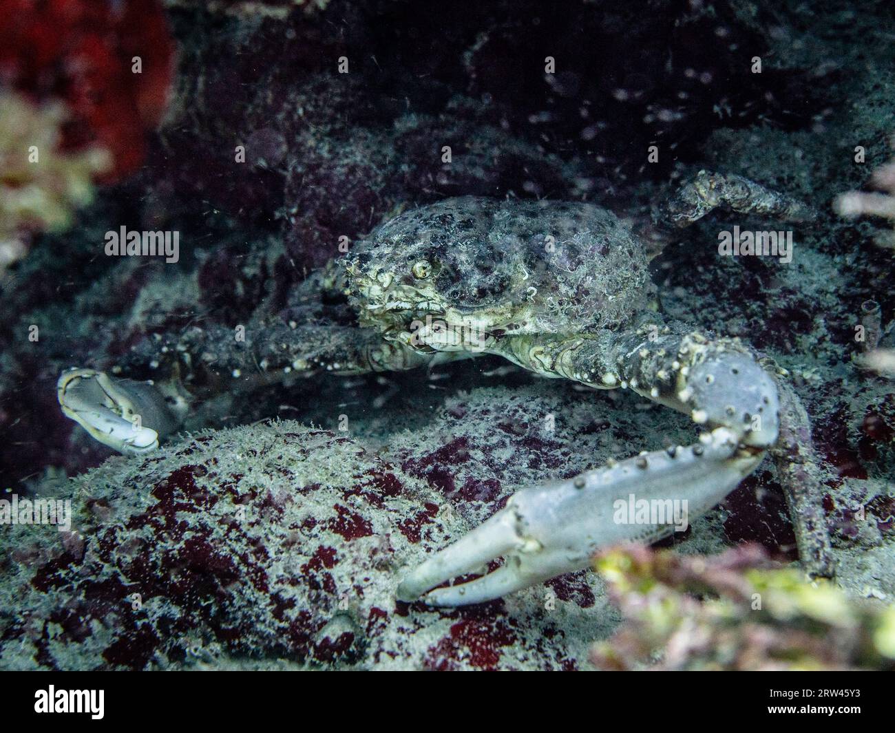 Endangered coral species hi-res stock photography and images - Alamy