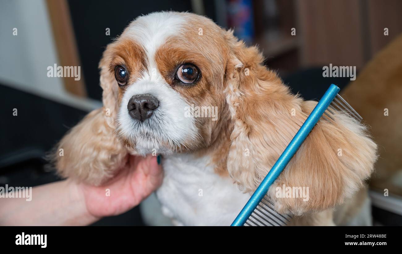 Groomer combing Cavalier King Charles Spaniel in grooming salon Stock Photo - Alamy